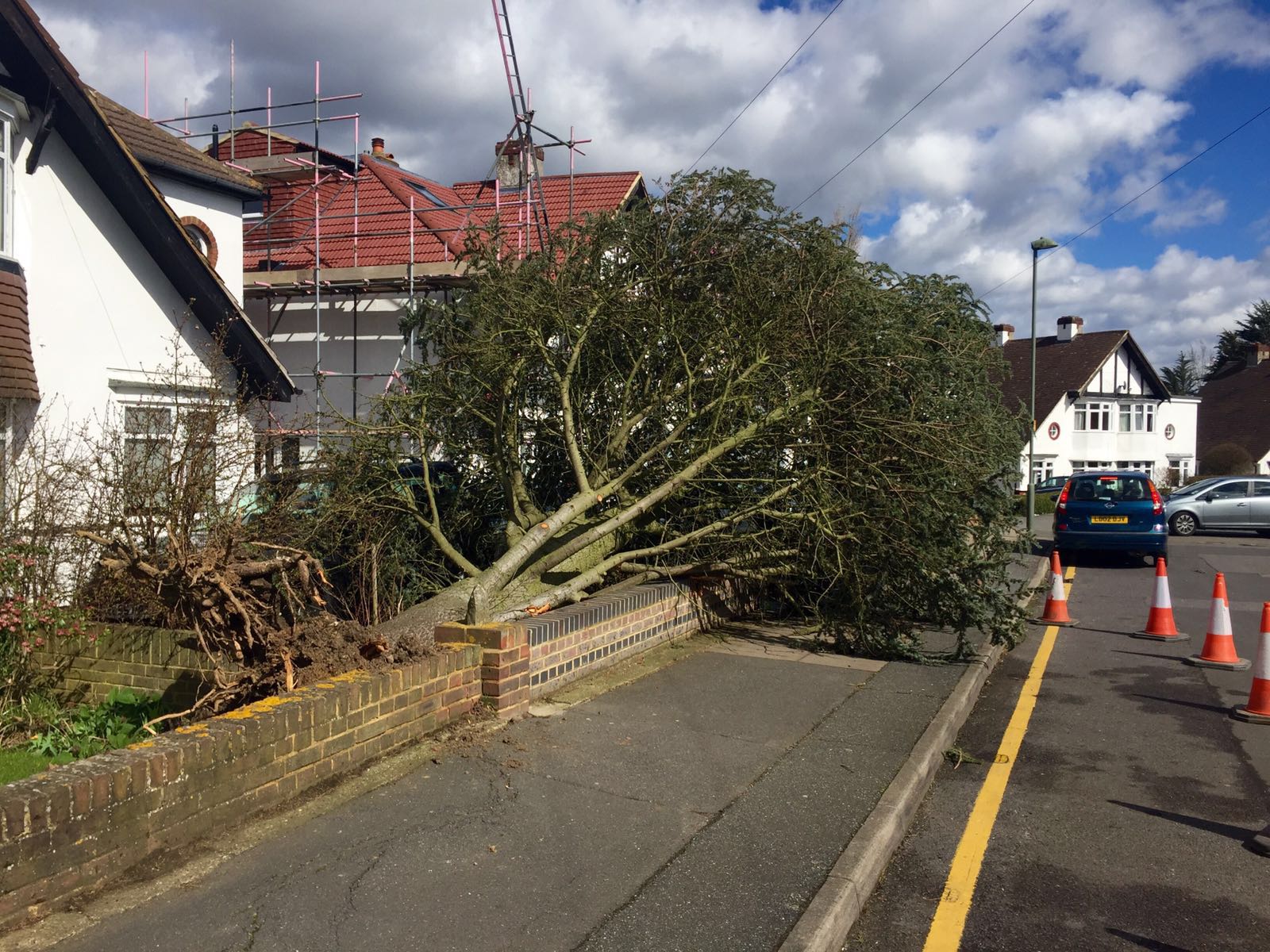 Tree Damage Caused by High Winds! | Bromley Tree Surgeon - JJ and B ...