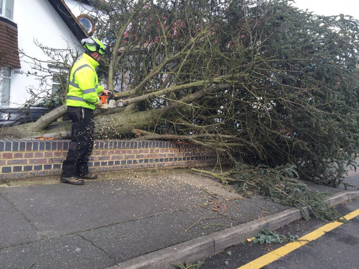Tree Damage Caused by High Winds! | Bromley Tree Surgeon - JJ and B ...