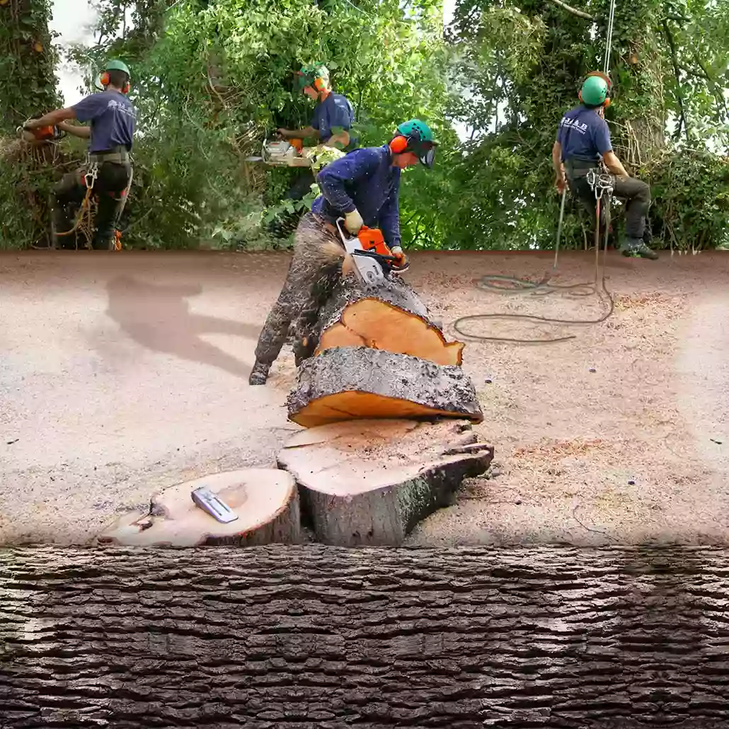 Istead Rise Tree Surgeon - JJB Tree Surgeon in Istead Rise